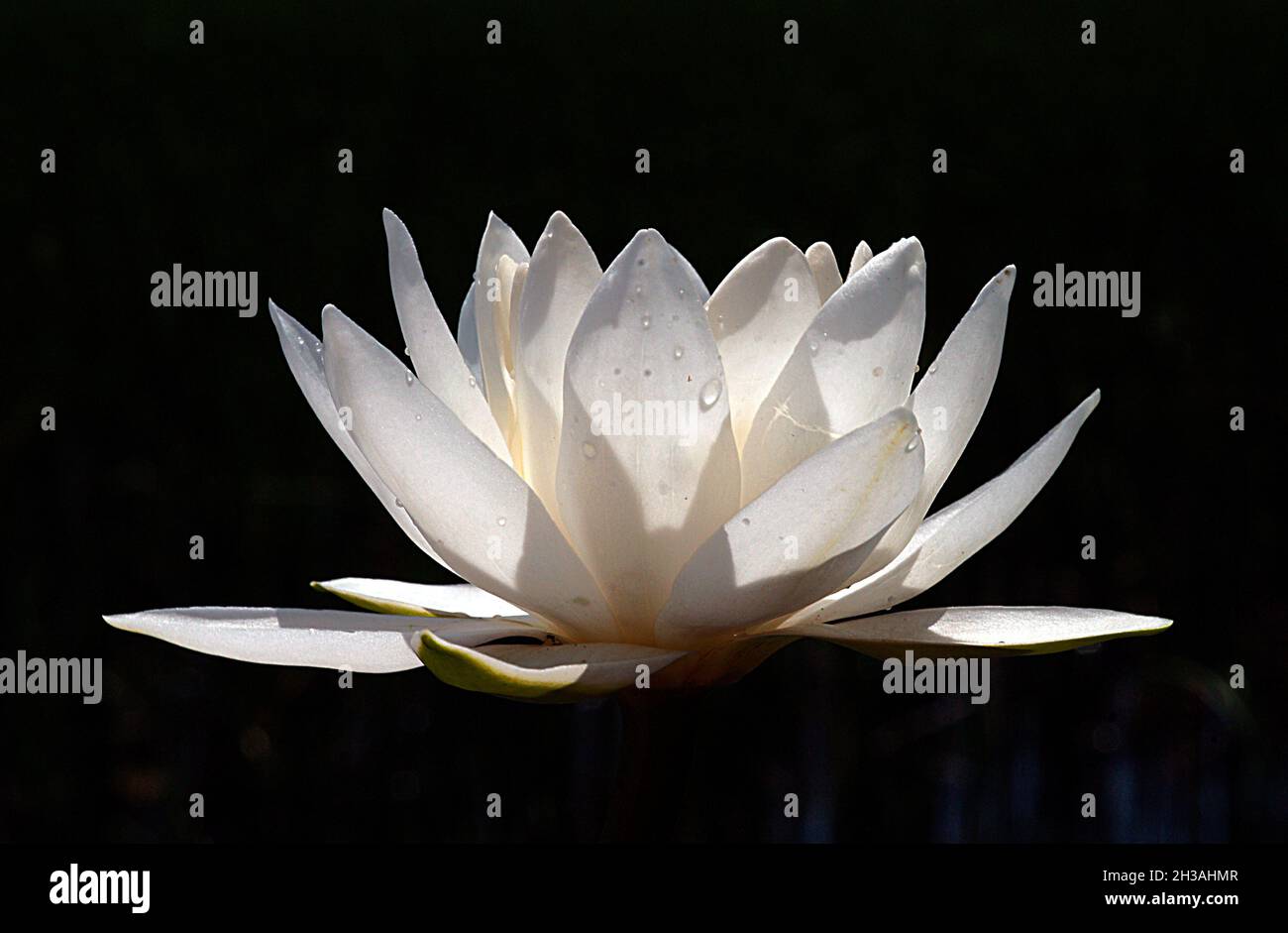 Pink water lily (Nymphaea Peach glow) with blurred background e, can be ...