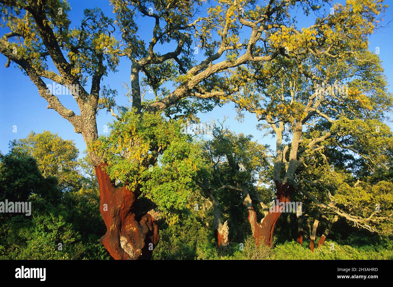 Cork trees corsica hi-res stock photography and images - Alamy