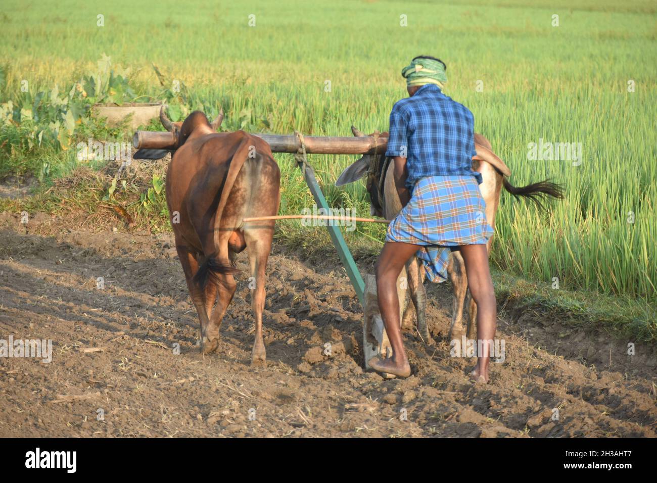Agricultural labourer hi-res stock photography and images - Alamy