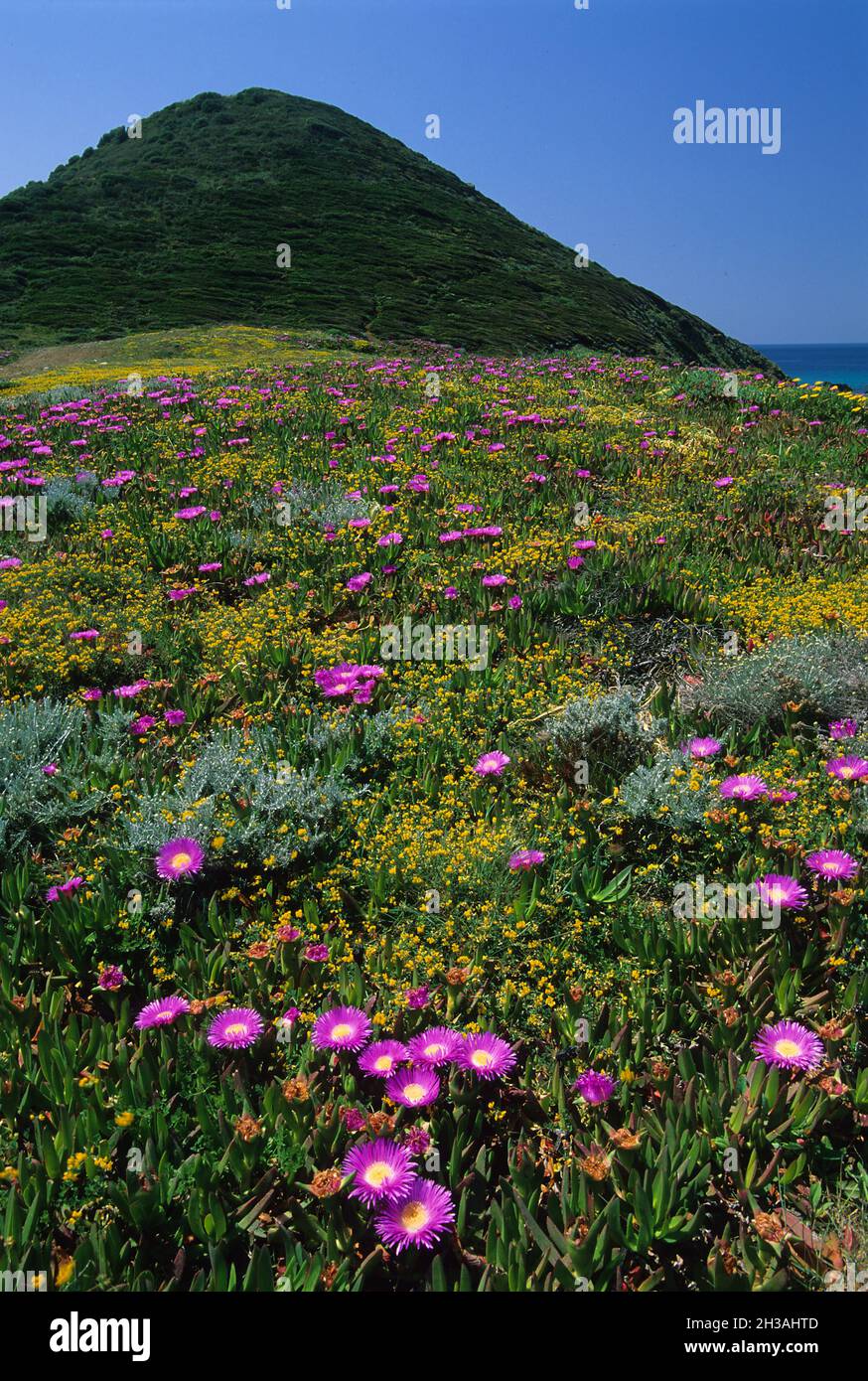 SOUTH CORSICA (2A) PLANTS NEAR THE SANGUINARY ISLANDS (ILES ...