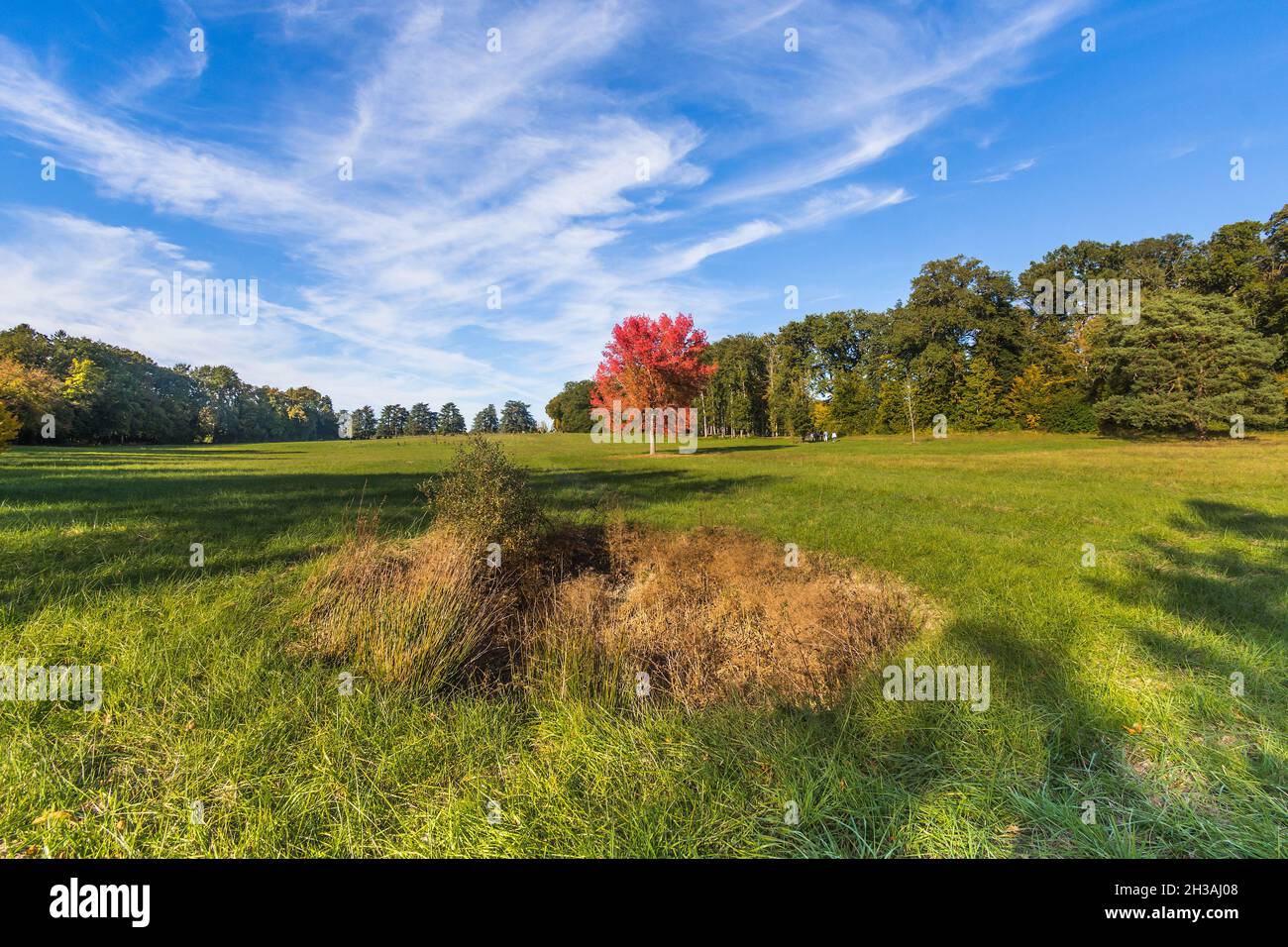 Acer palmatum france hi-res stock photography and images - Alamy