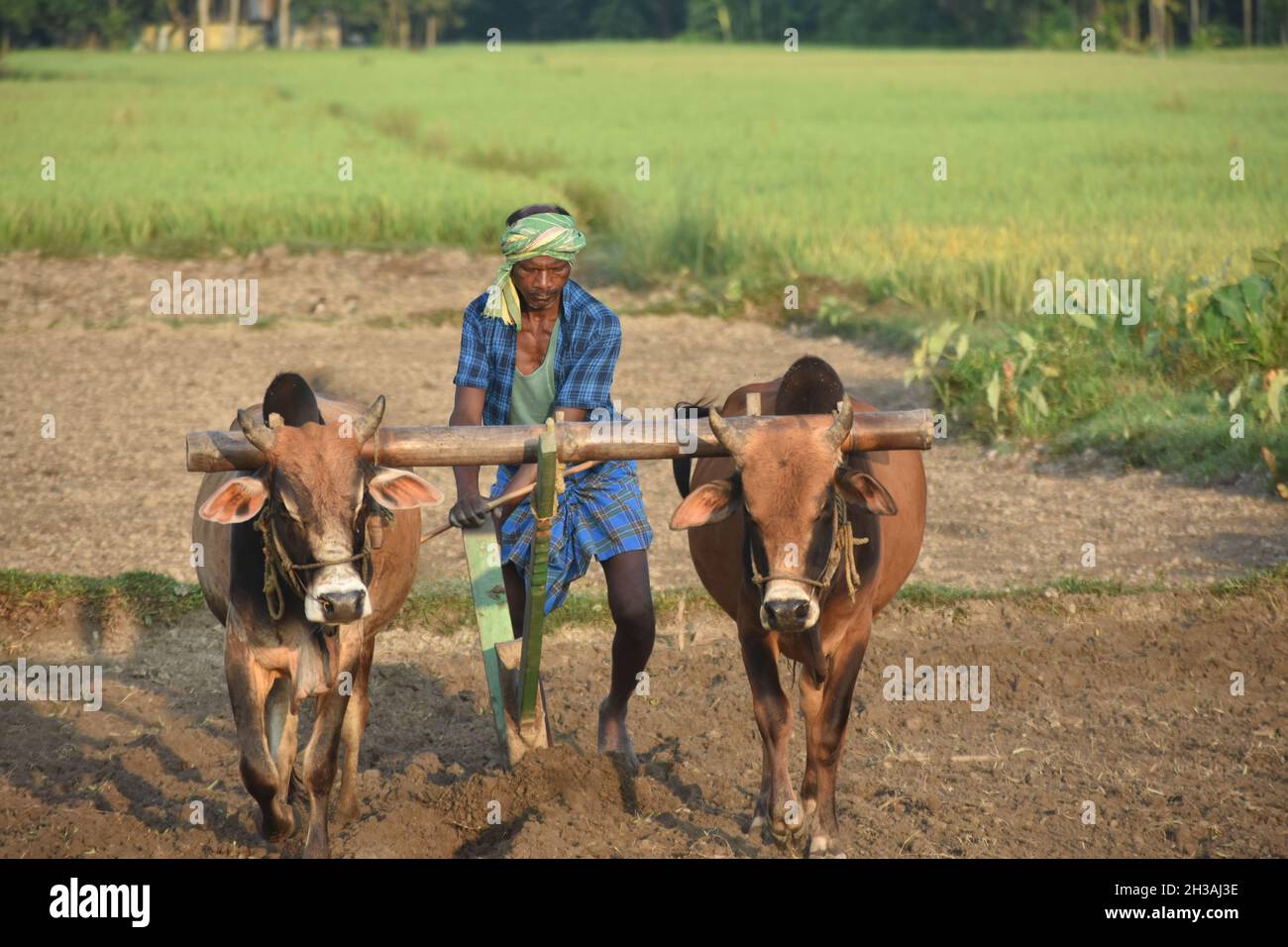 Peddy workers hi-res stock photography and images - Alamy