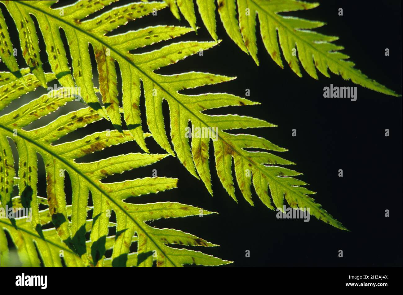 FRANCE. OVERVIEW ON A FERN Stock Photo - Alamy