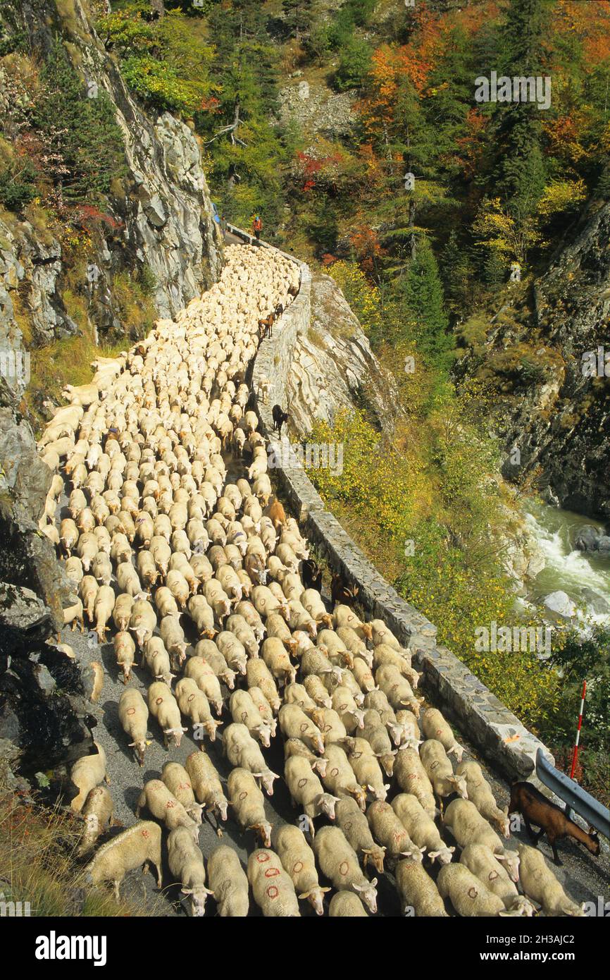 Transhumance provence hi-res stock photography and images - Alamy