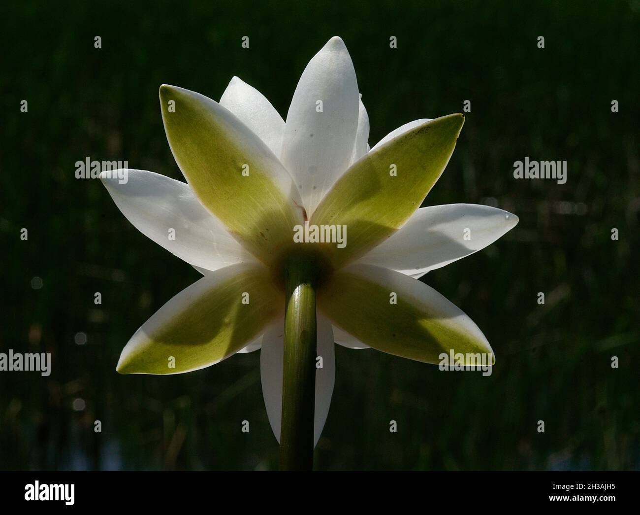 Pink water lily (Nymphaea Peach glow) with blurred background e, can be ...