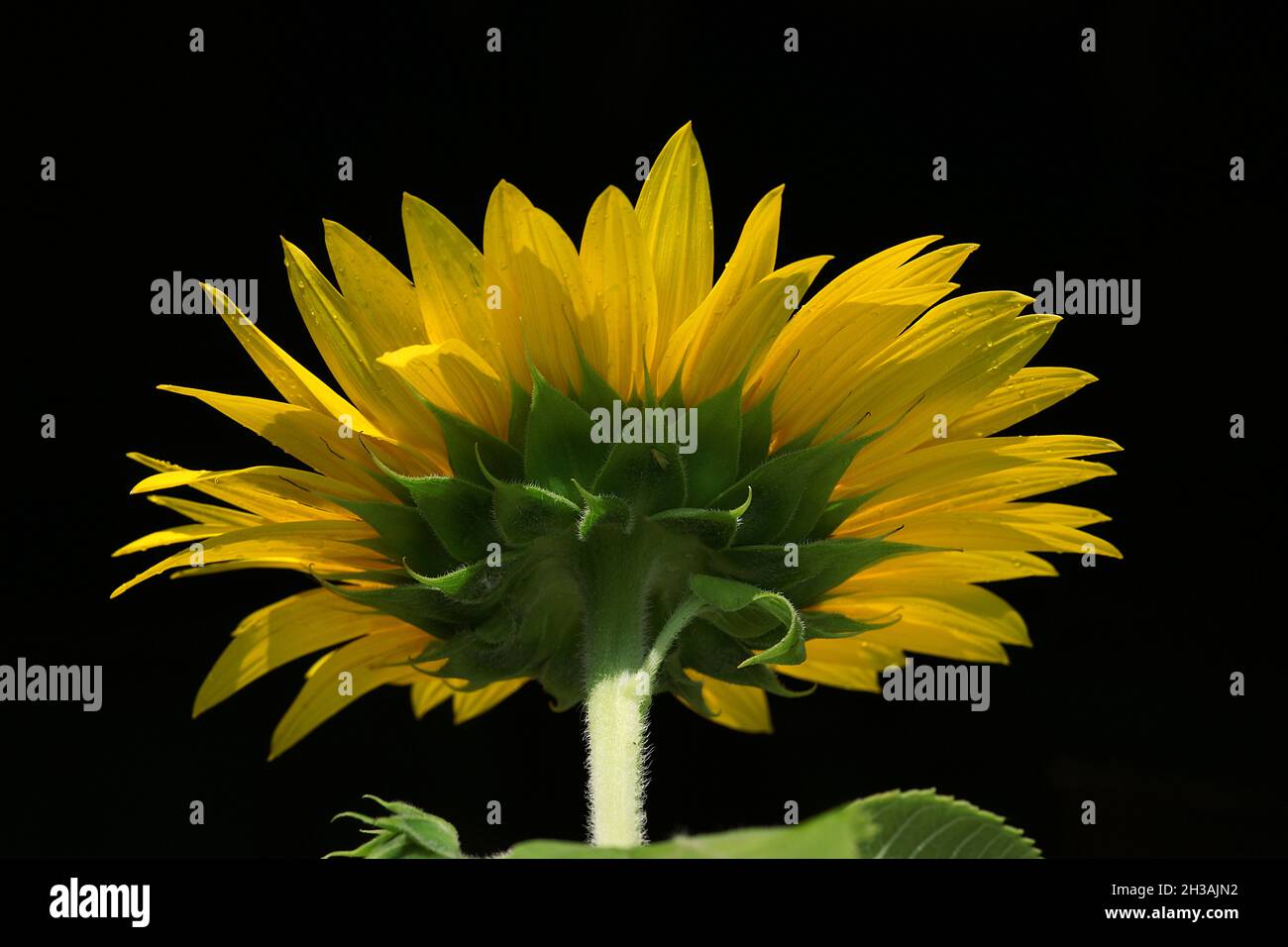 Beauty of the color yellow is of course undeniable, so the yellow on a ...