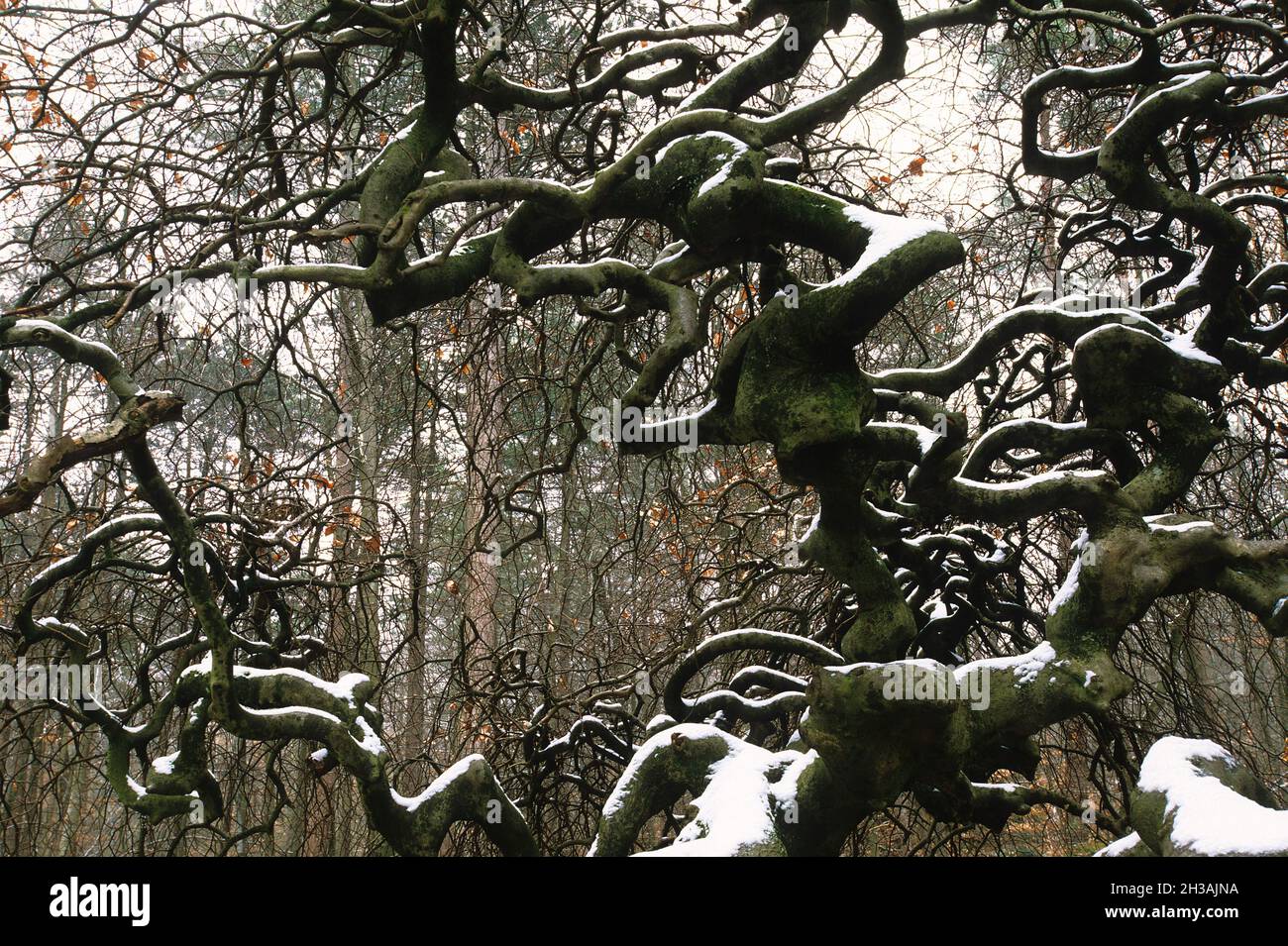 FRANCE. MARNE (51) MOUNTAIN OF REIMS. FAUX DE VERZY. BEECH TREES OF ...