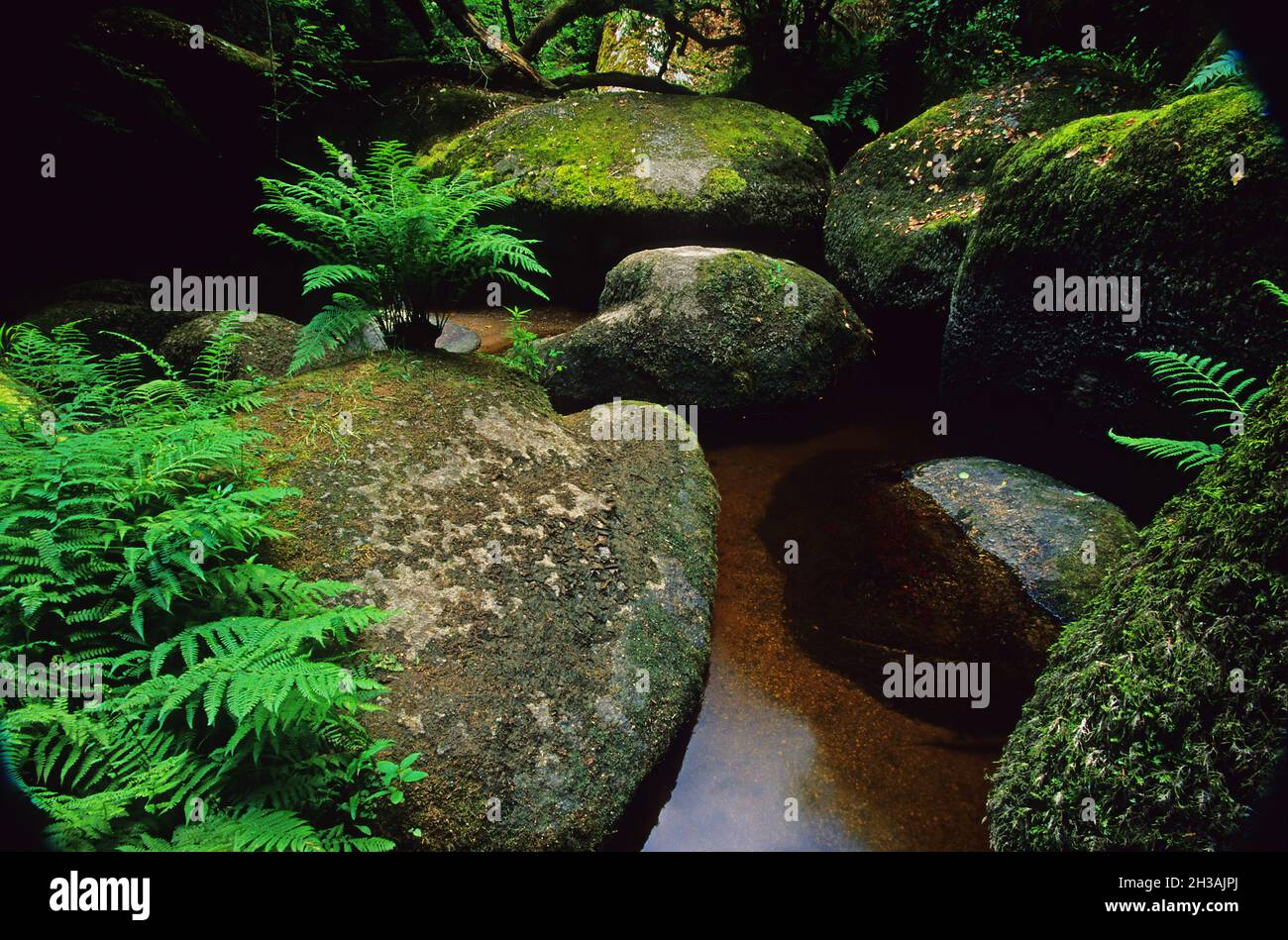 FRANCE. BRITTANY REGION. COTES D'ARMOR (22) TOUL-GOULIC FOREST Stock ...