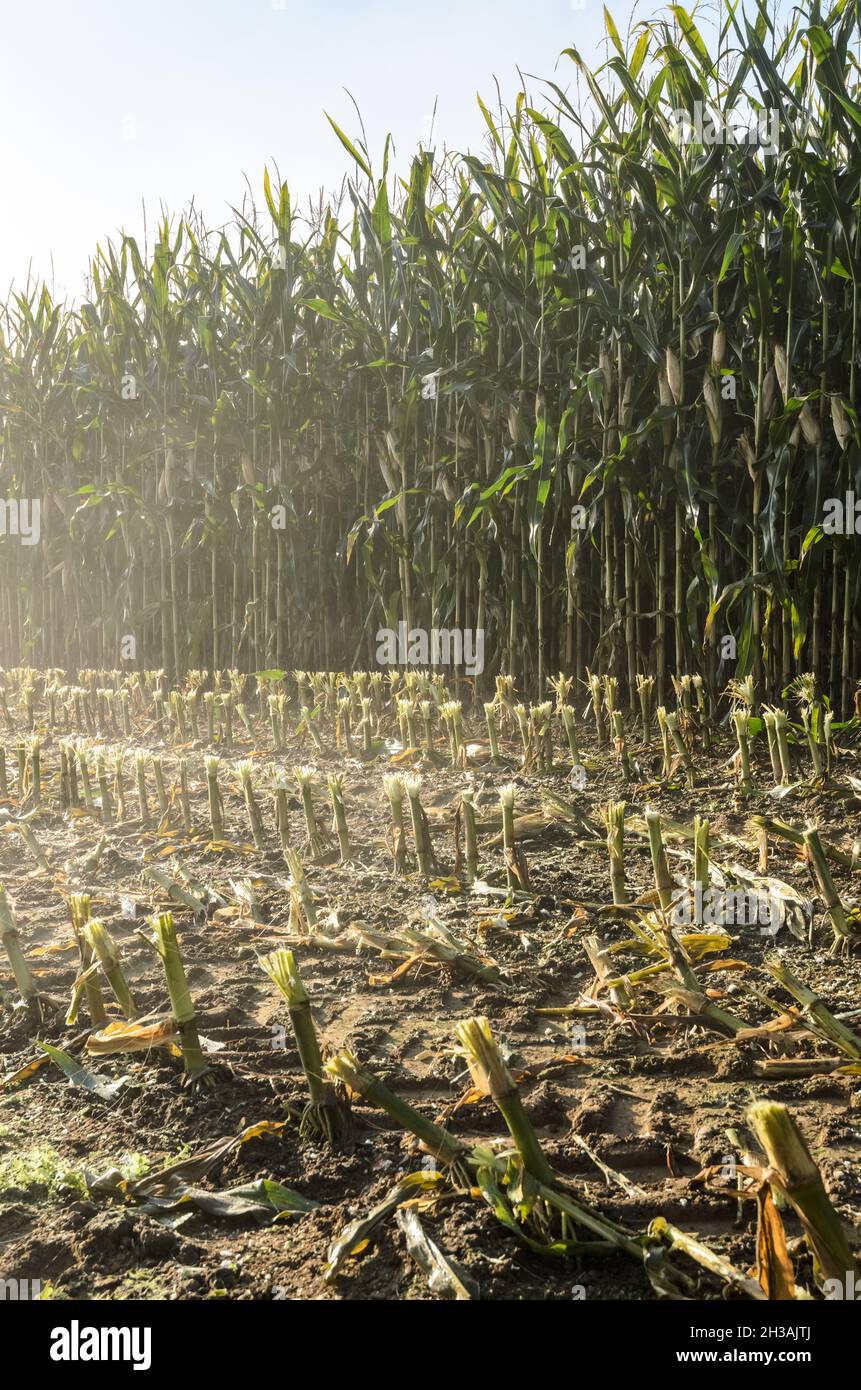 Maize part cut hi-res stock photography and images - Alamy