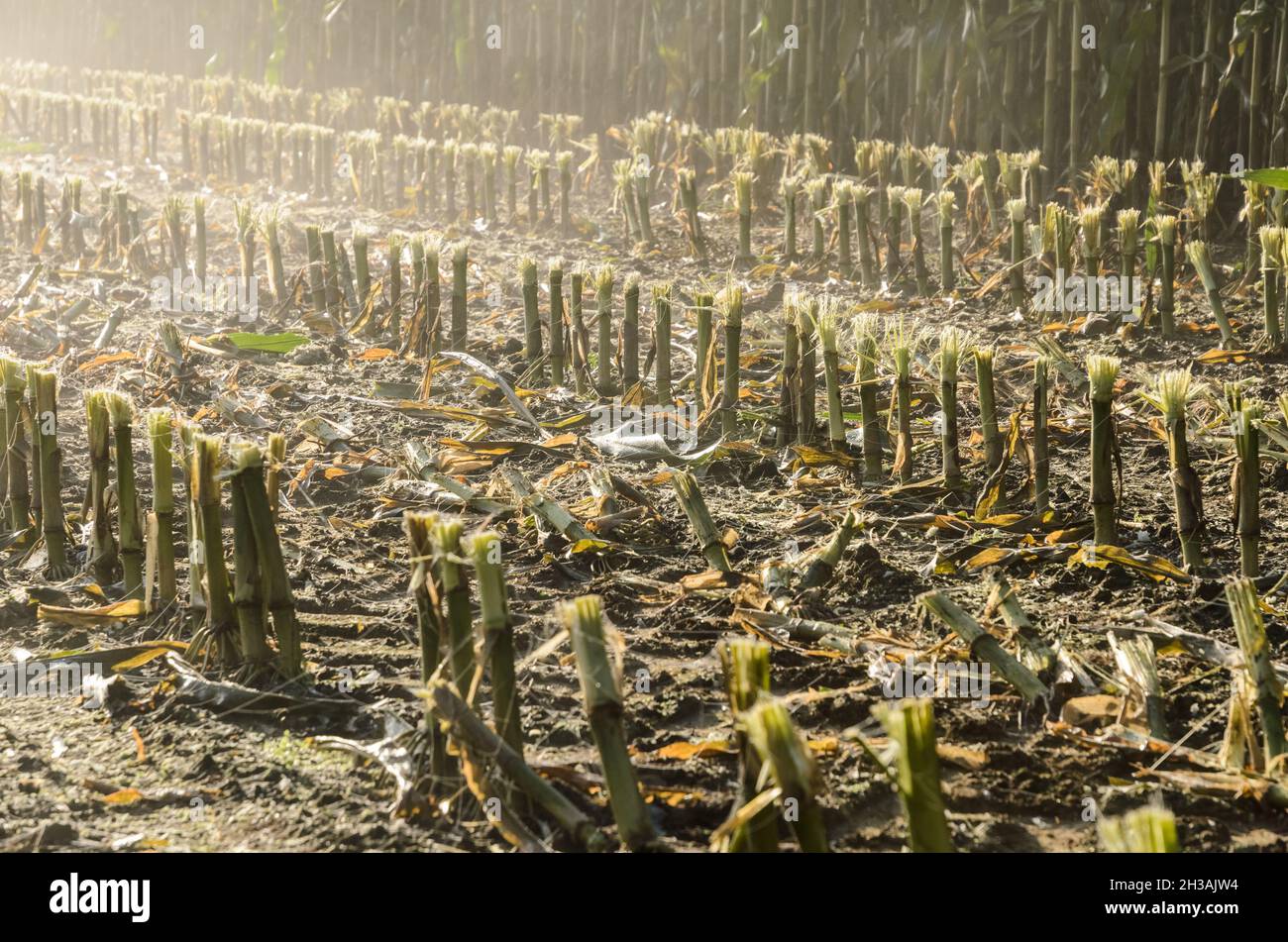 Cut corn field hi-res stock photography and images - Alamy