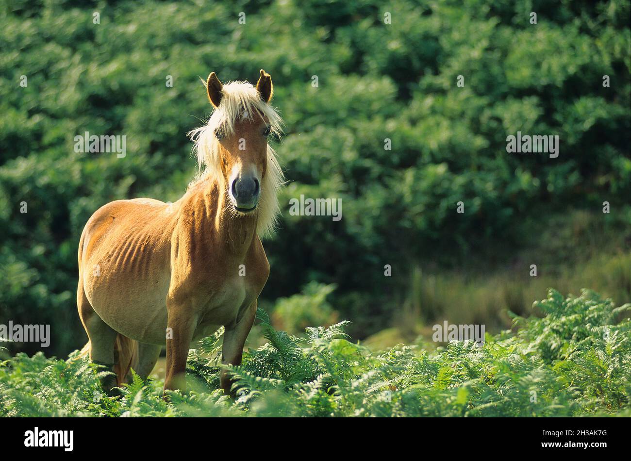 FRANCE. PYRENEES-ATLANTIQUES (64) BASQUE COUNTRY Stock Photo - Alamy