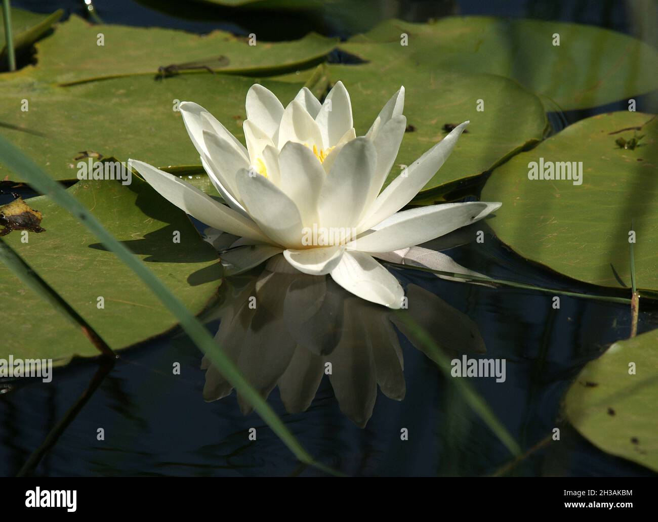The white lotus in the morning, fresh air and a drop down Stock Photo ...