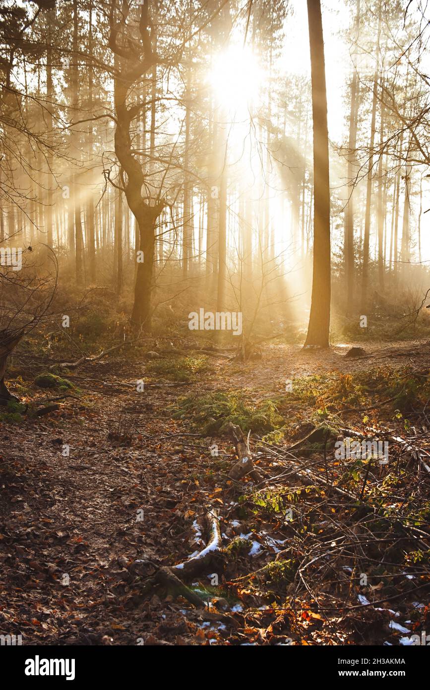 Dark Forest Sun Rays High Resolution Stock Photography and Images - Alamy
