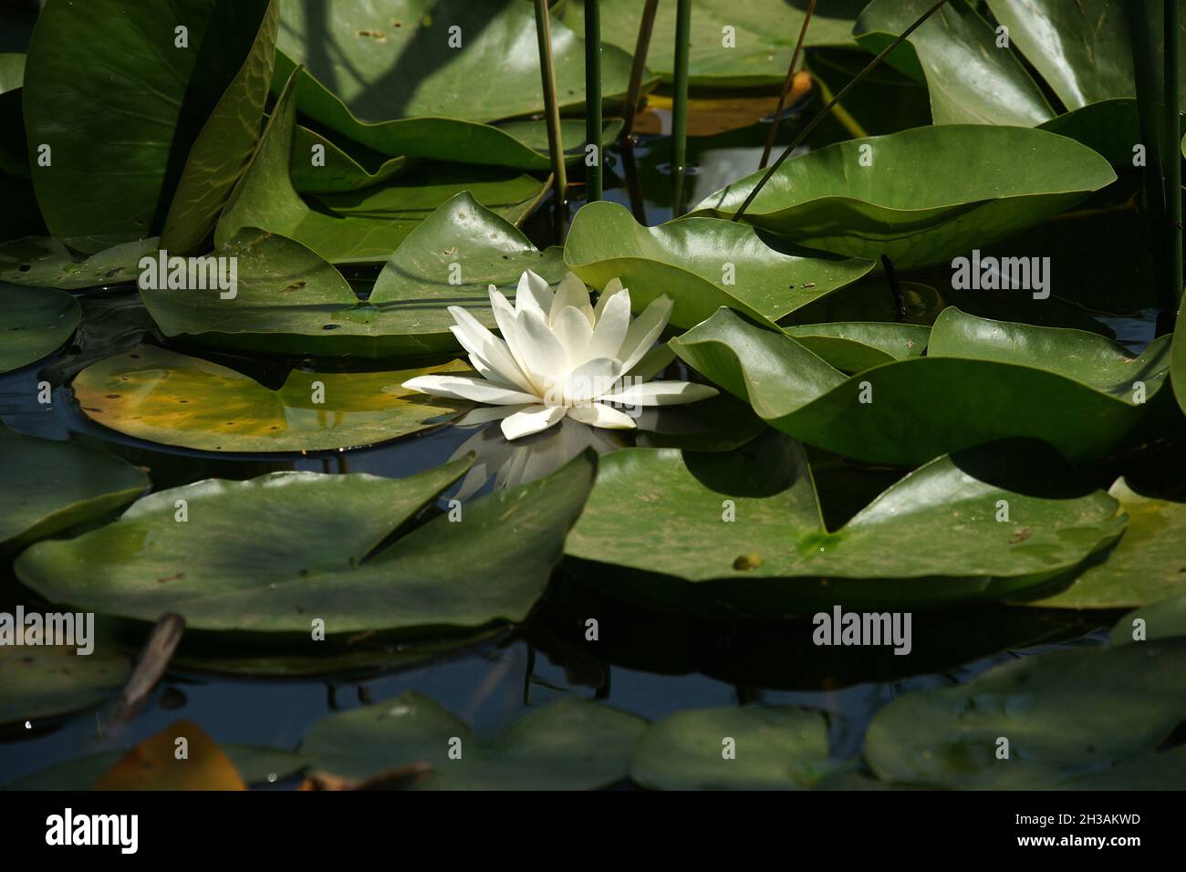 The white lotus in the morning, fresh air and a drop down Stock Photo ...