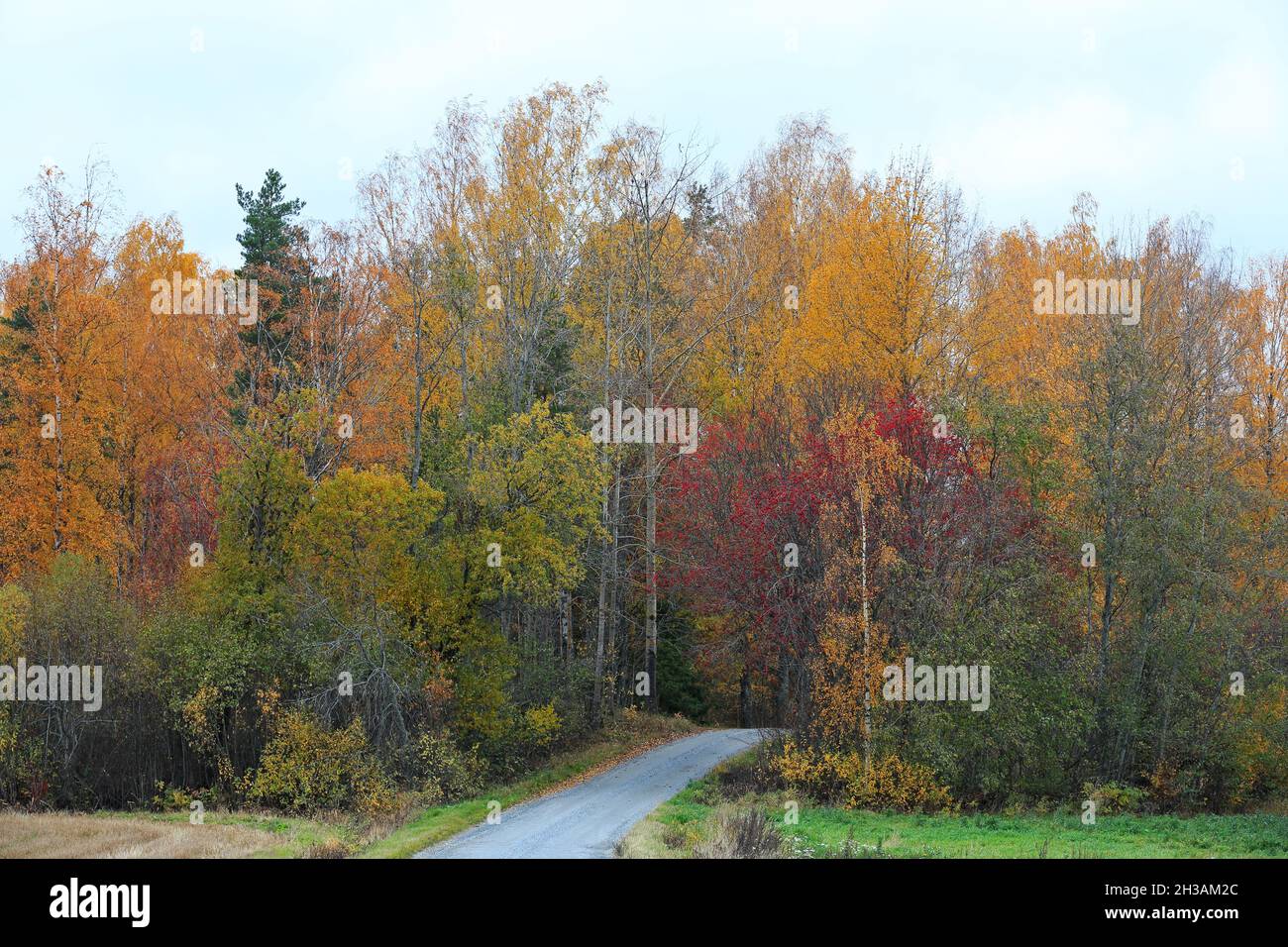 Yellow october landscape woodland fall color hi-res stock photography ...