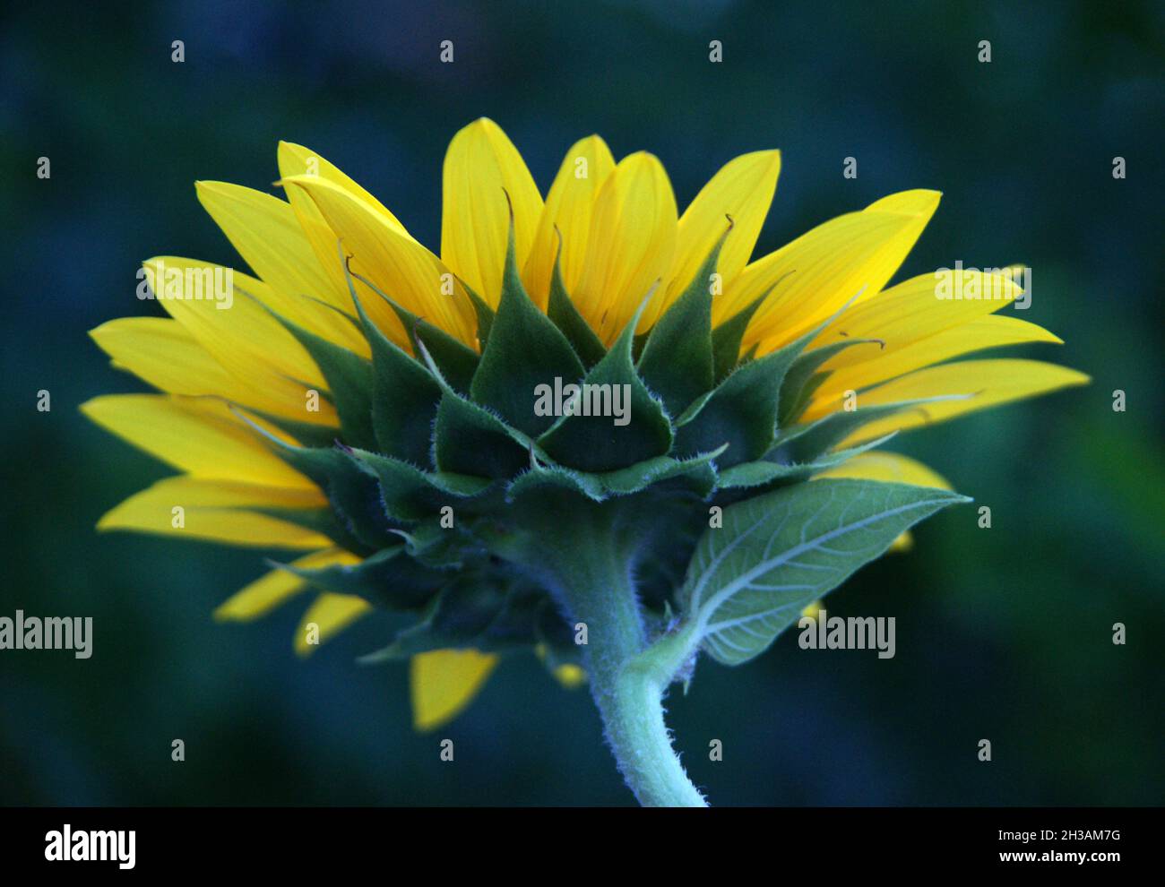 Beauty of the color yellow is of course undeniable, so the yellow on a ...