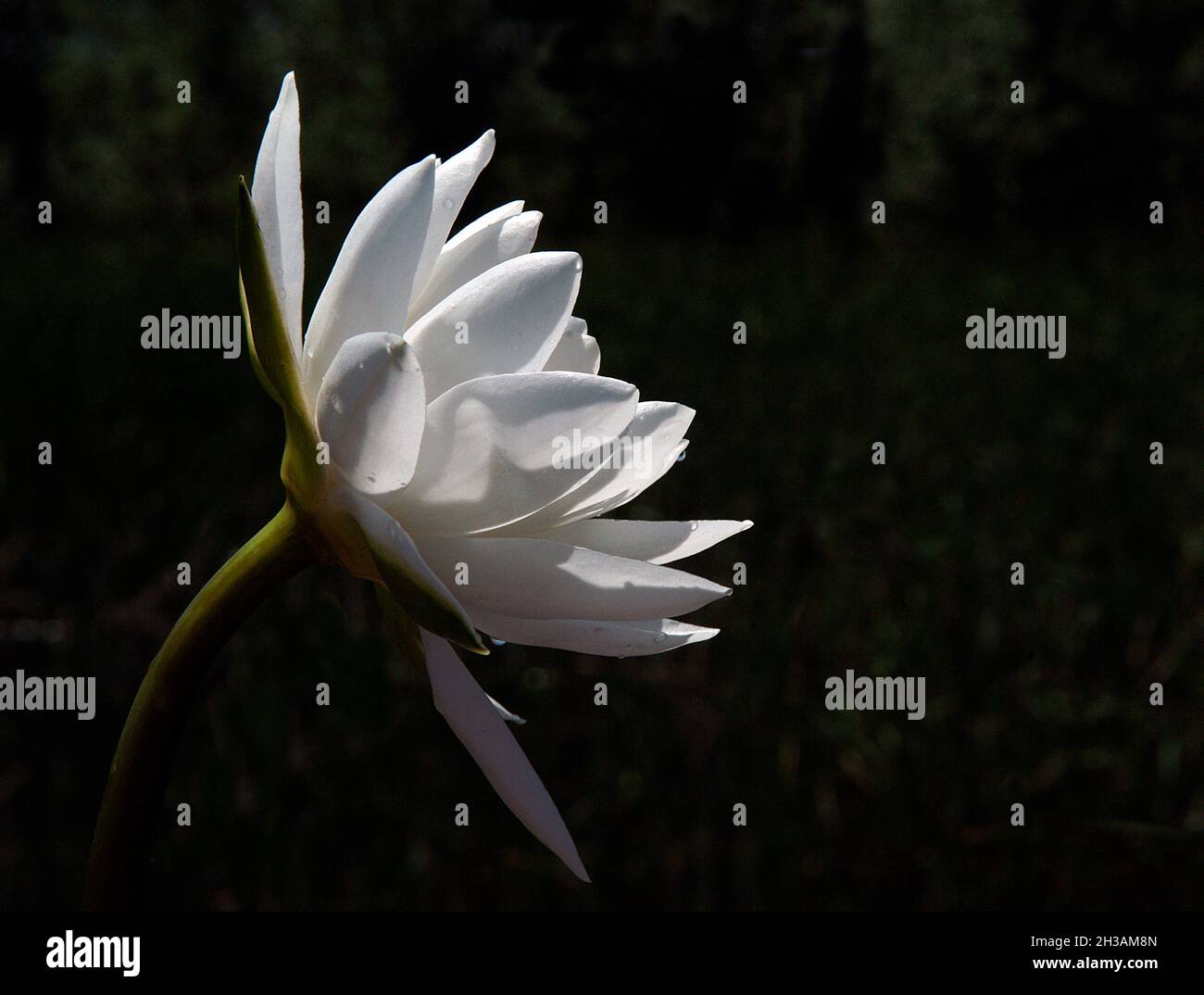 Pink water lily (Nymphaea Peach glow) with blurred background e, can be ...