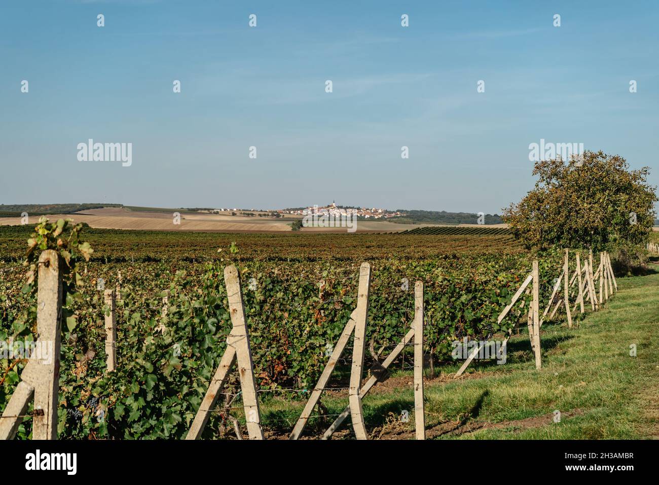 Vineyard autumn landscape in south Moravia,Czech Republic.Rows of ...