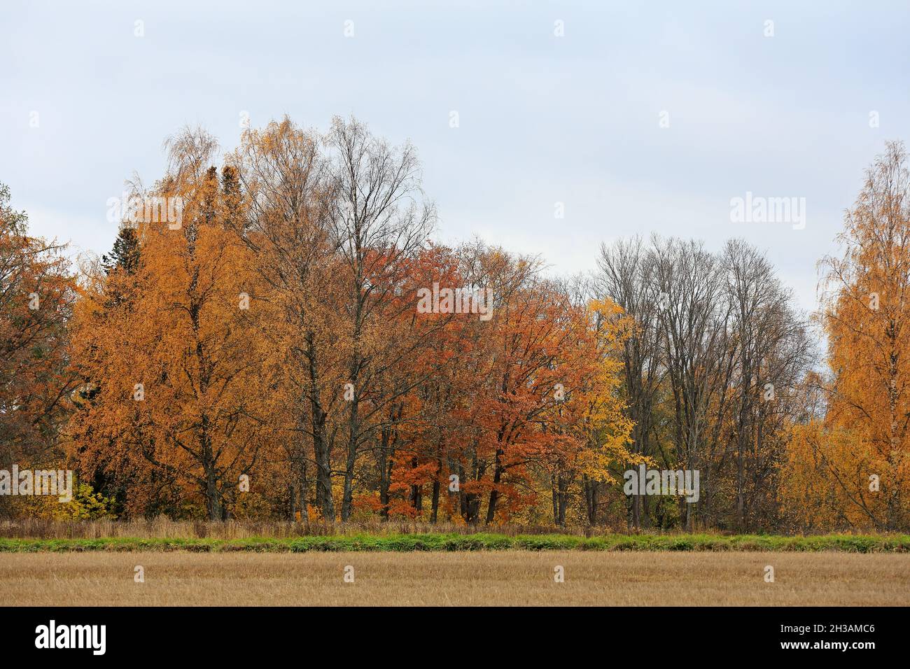 A landscape with tall yellow trees on the edge of stubble field Stock ...