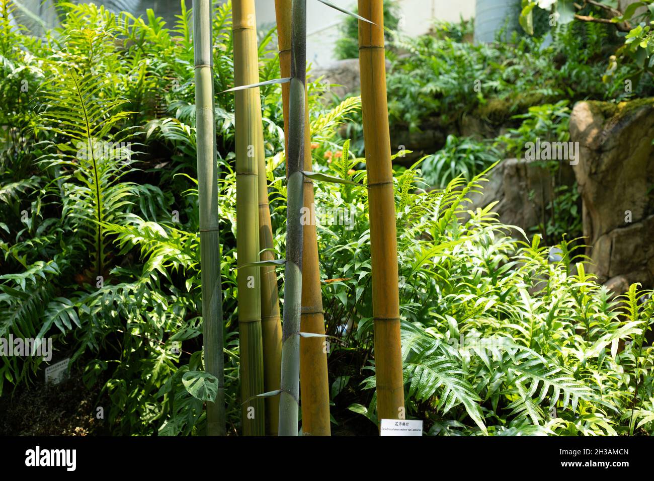 Bamboo grove island hi-res stock photography and images - Alamy