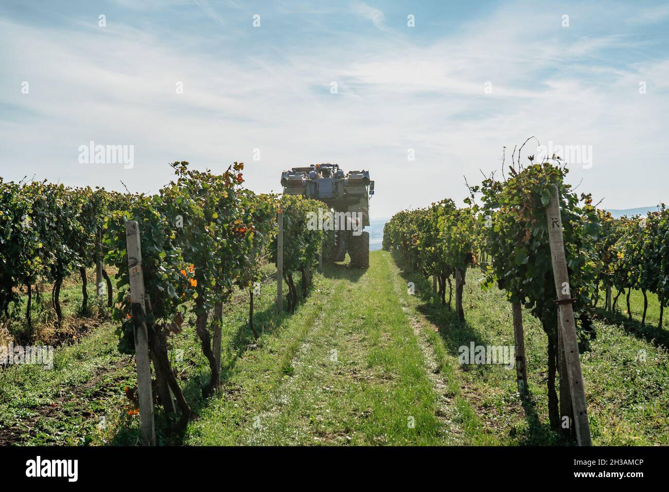 Combine harvester machine in vineyard,south Moravia.Wine making concept ...