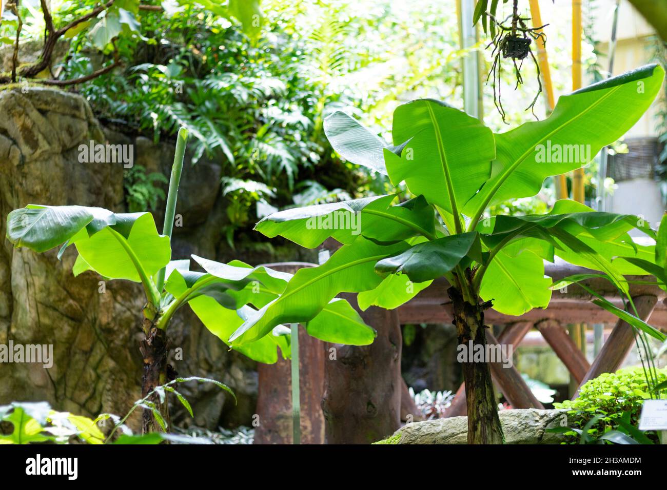 Single banana tree hi-res stock photography and images - Alamy