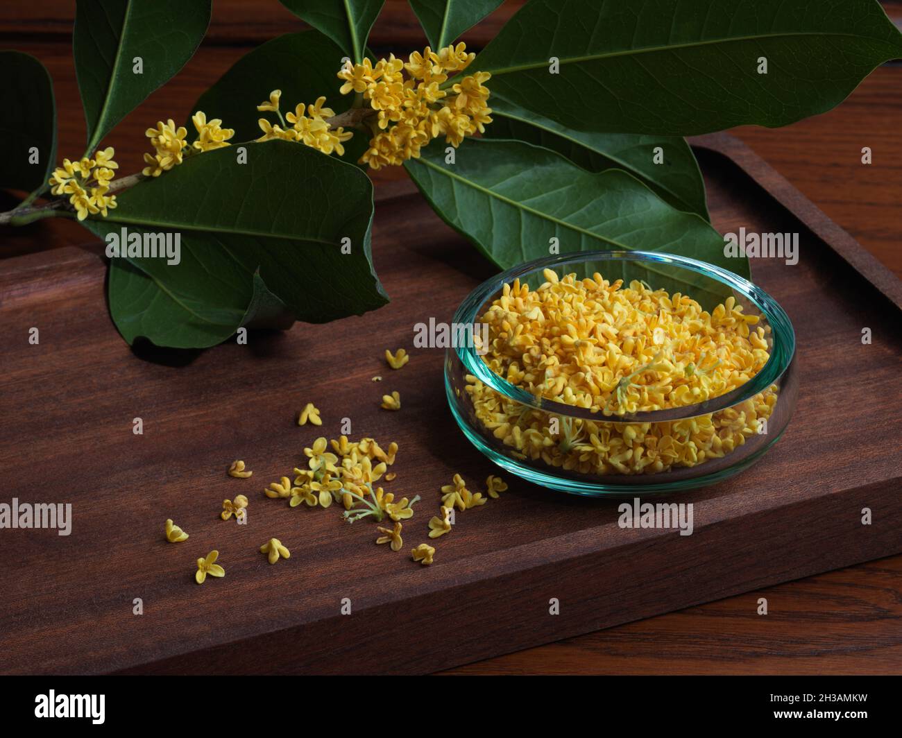 Osmanthus fragrans hi-res stock photography and images - Alamy