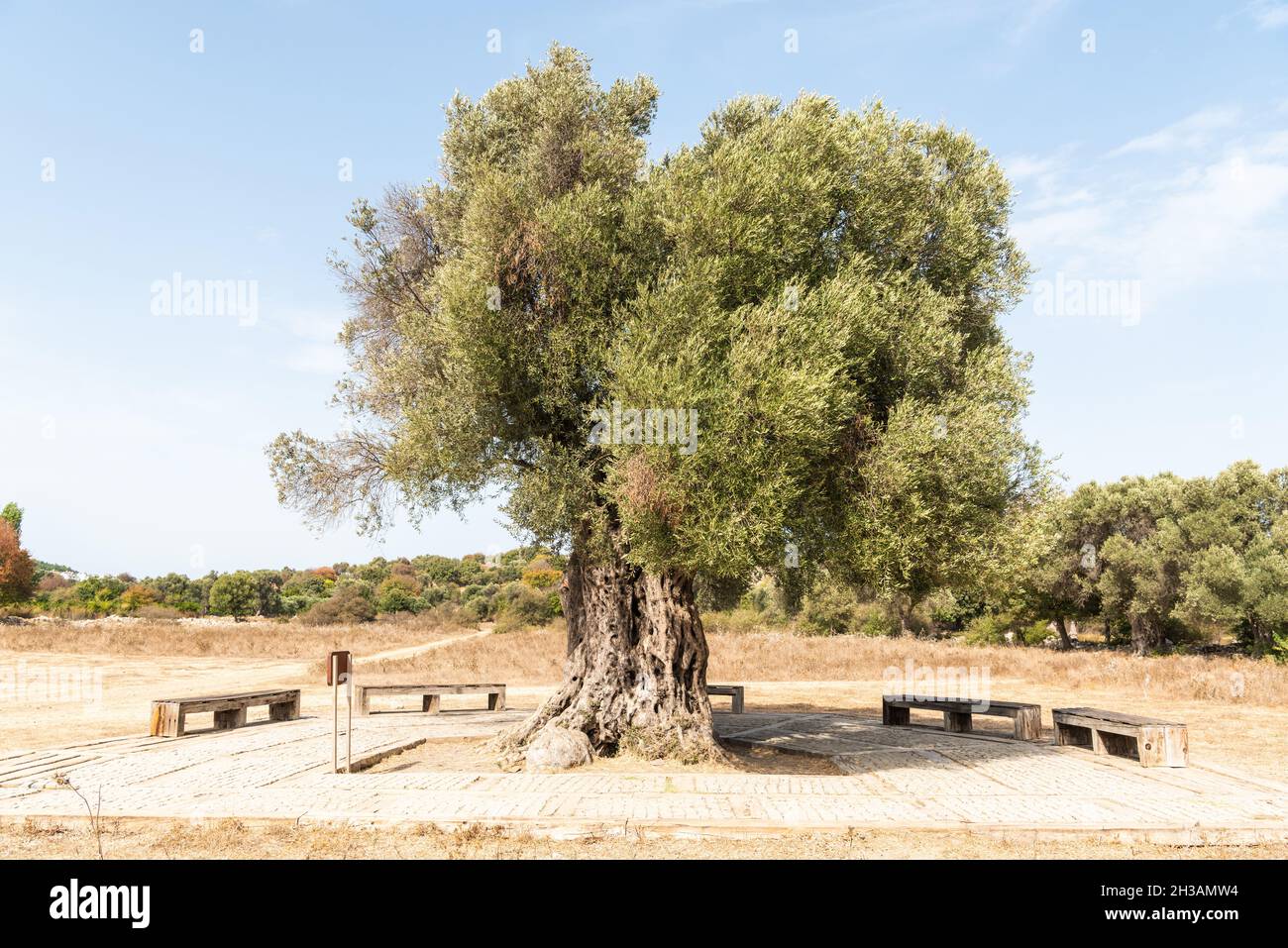 Umay Nine olive tree at Teos ancient site in Izmir province of Turkey ...