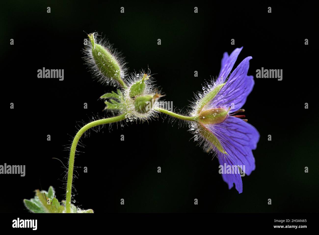 Isolated Blue Bell Flower with a Black Bacground Stock Photo - Alamy