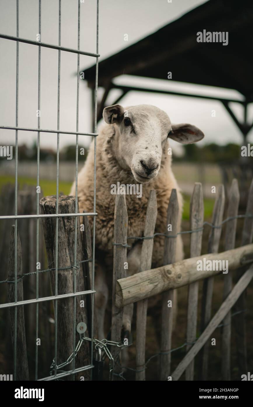 Sheep looking over a fence Stock Photo - Alamy