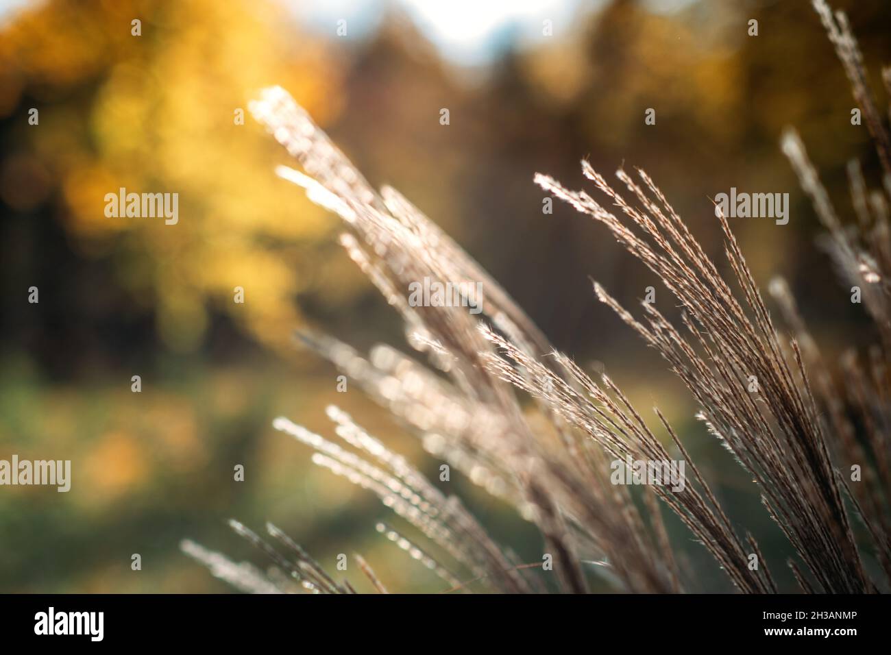 Decorative grass Miscanthus plants. Dried panicle grass texture ...