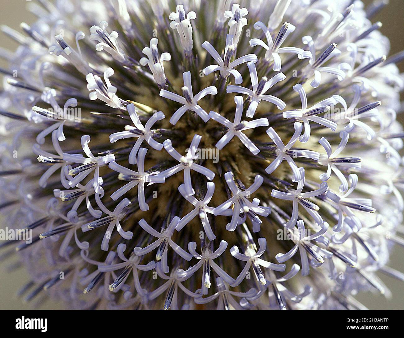 Blue globe thistle close up Stock Photo - Alamy