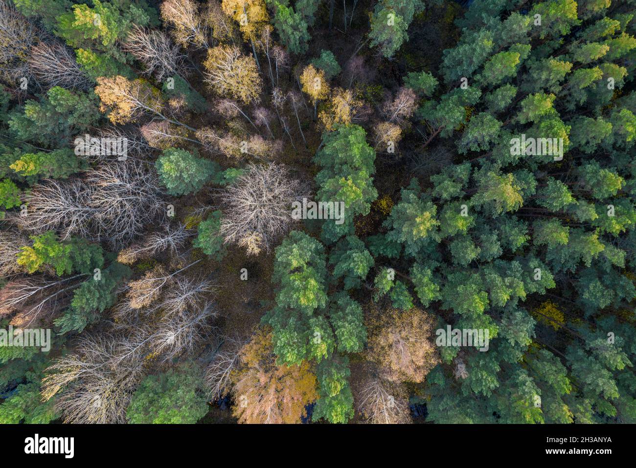 Directly above aerial drone full frame shot of green emerald pine ...