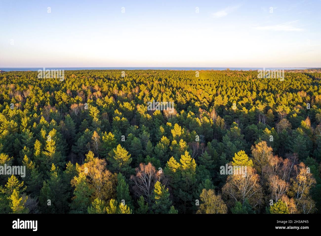 Gold and green forests hi-res stock photography and images - Alamy