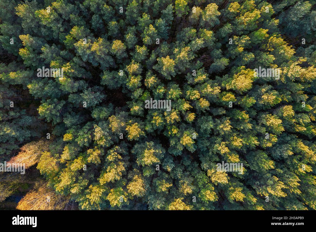 Flying over yellow green treetops hi-res stock photography and images ...