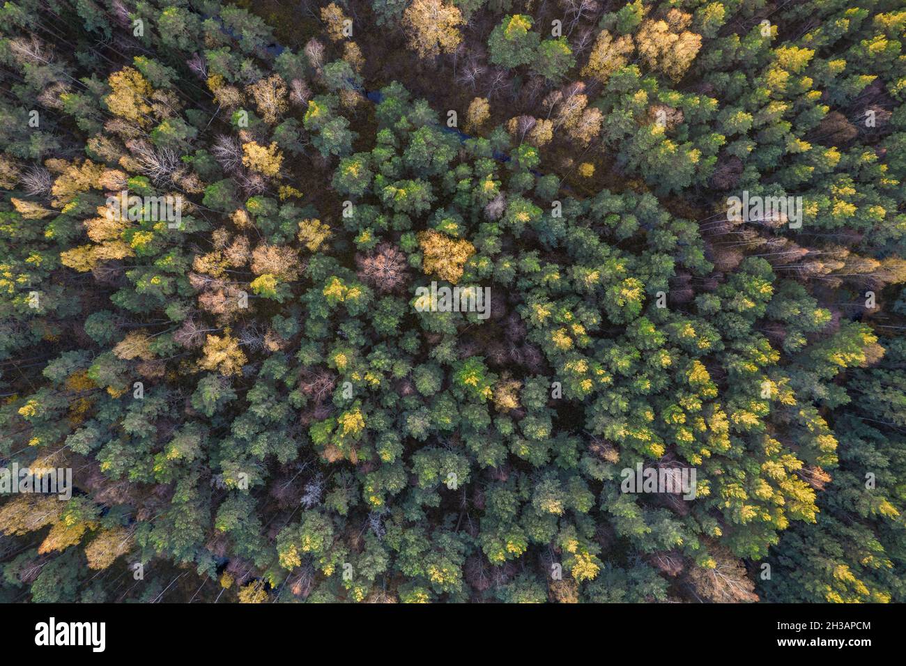 Directly above aerial drone full frame shot of green emerald pine ...