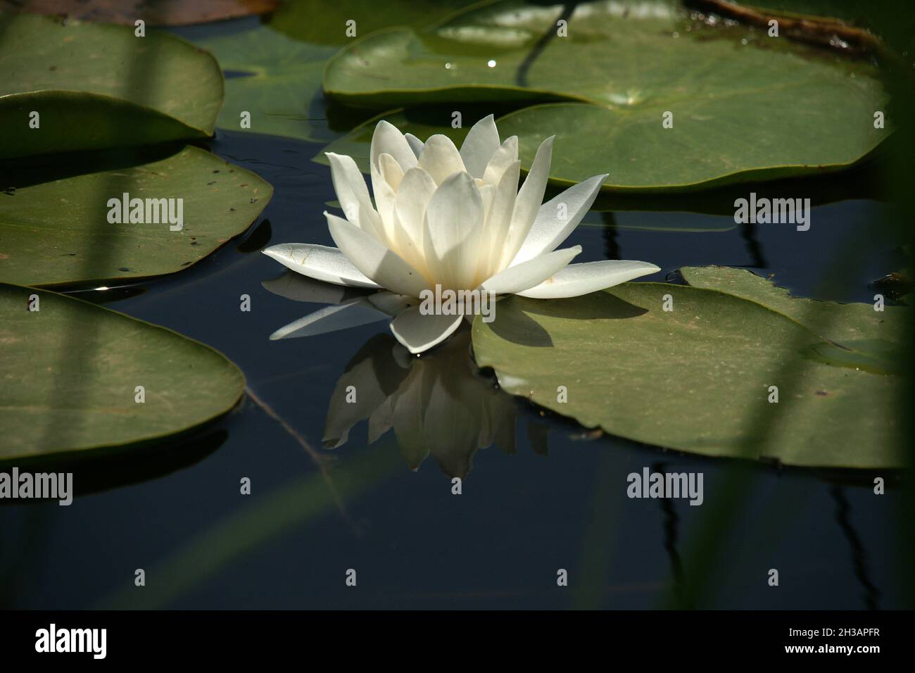 The white lotus in the morning, fresh air and a drop down Stock Photo ...