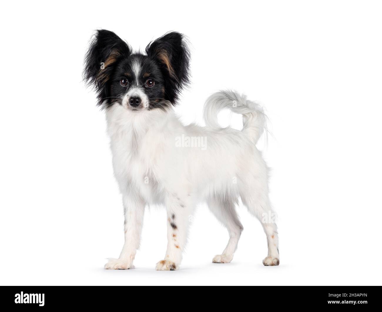 Black and white papillon hi-res stock photography and images - Alamy