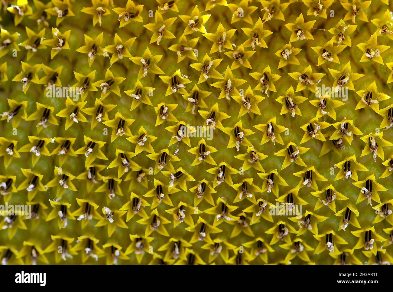 Beauty of the color yellow is of course undeniable, so the yellow on a ...