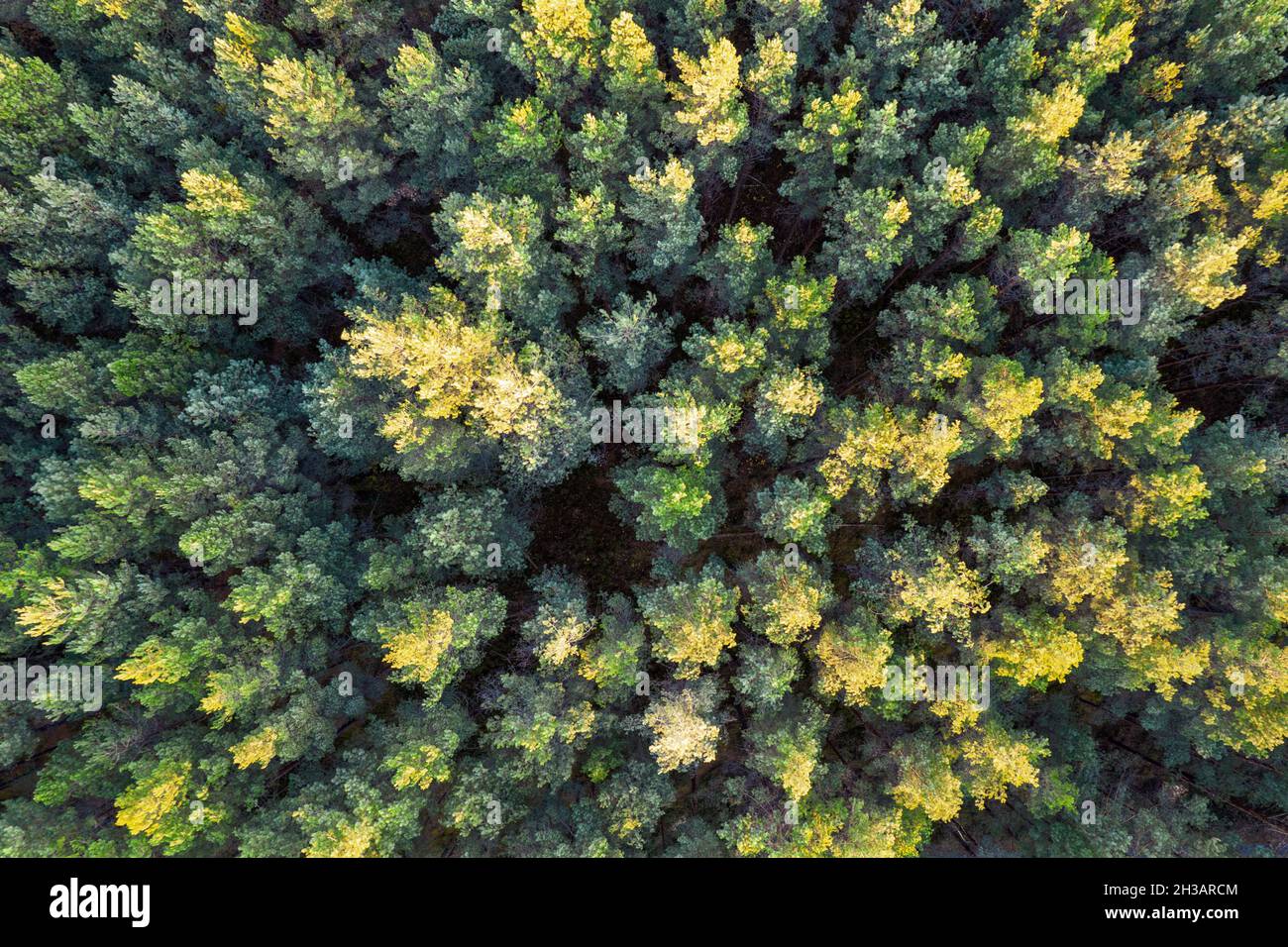 Flying over yellow green treetops hi-res stock photography and images ...