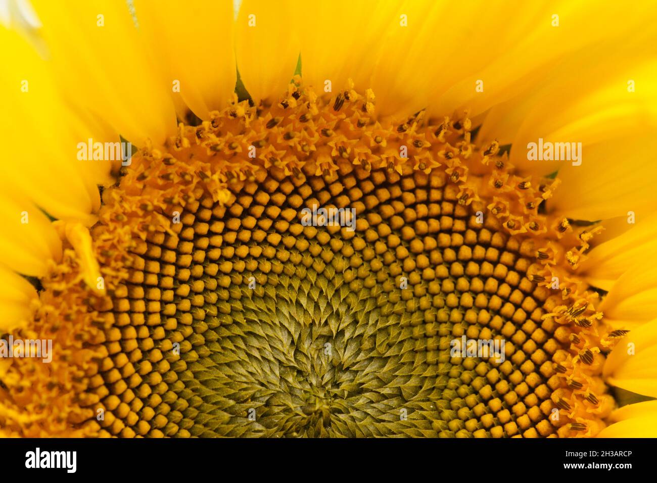 Beauty of the color yellow is of course undeniable, so the yellow on a ...