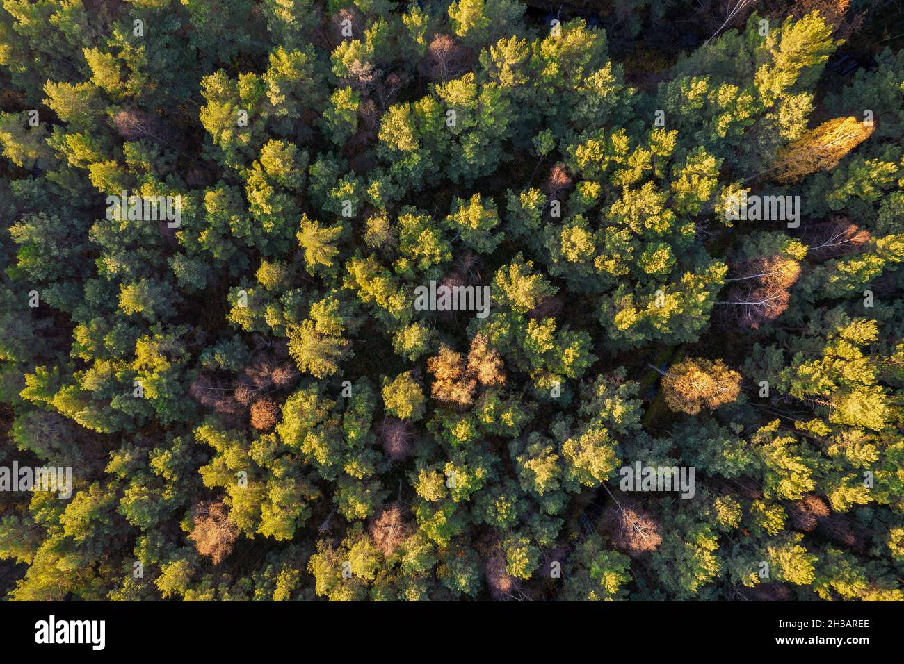 Flying over yellow green treetops hi-res stock photography and images ...