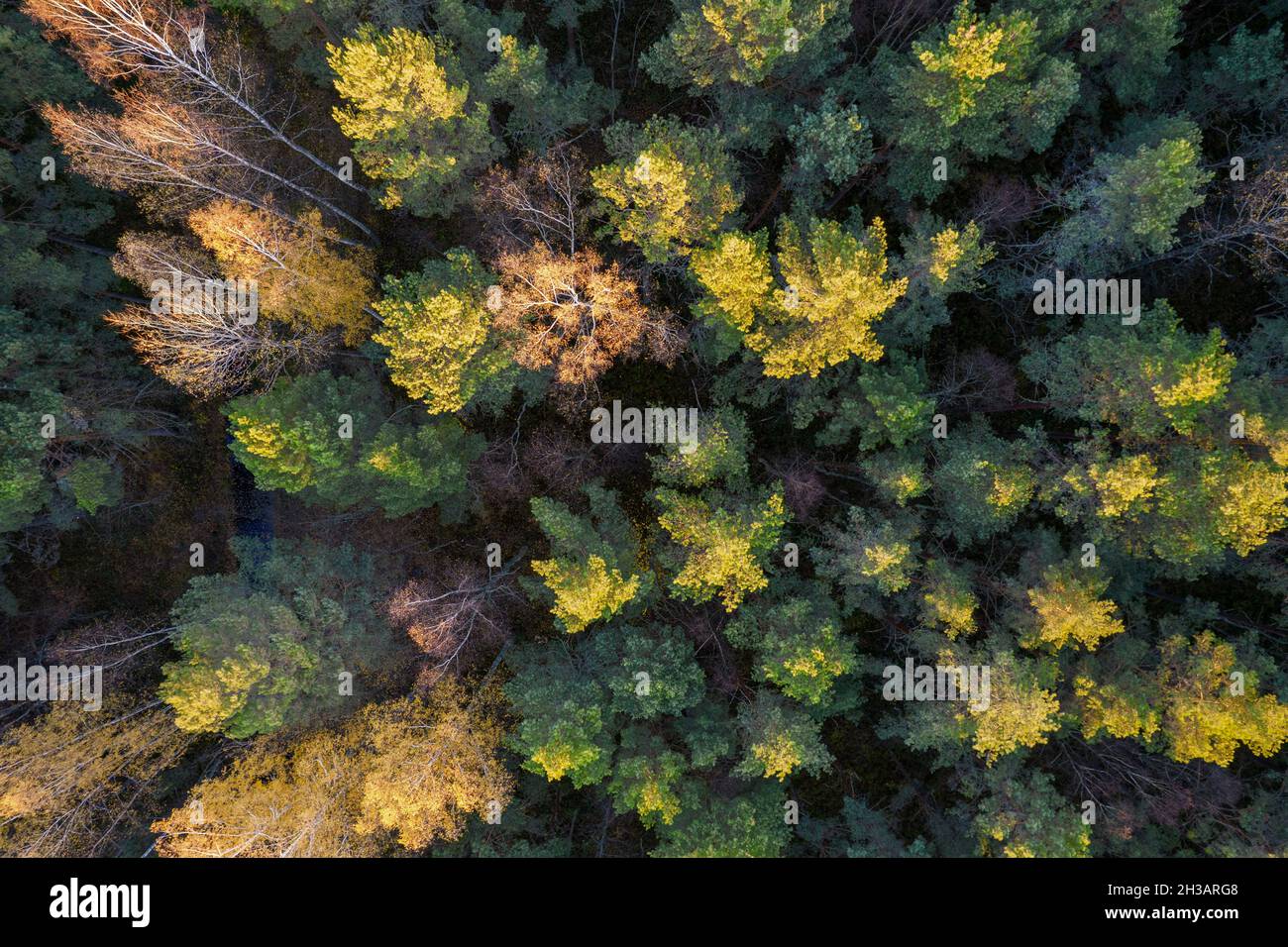 Directly above aerial drone full frame shot of green emerald pine ...