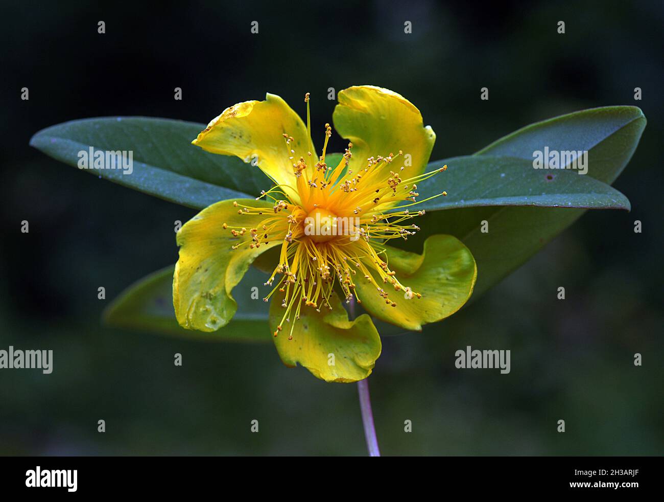 Beauty of the color yellow is of course undeniable, so the yellow on a ...