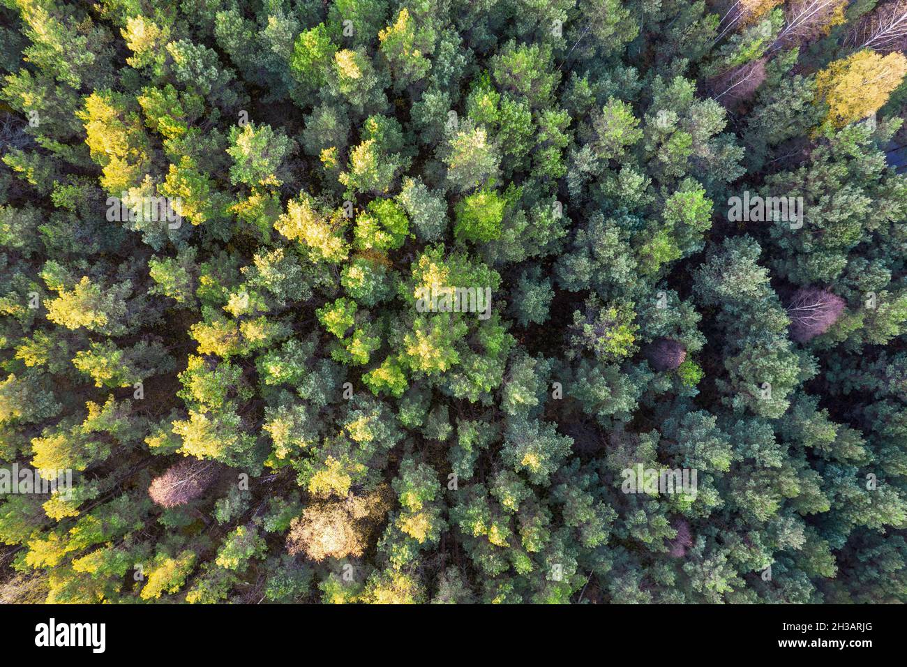 Aerial perspective of forests hi-res stock photography and images - Alamy