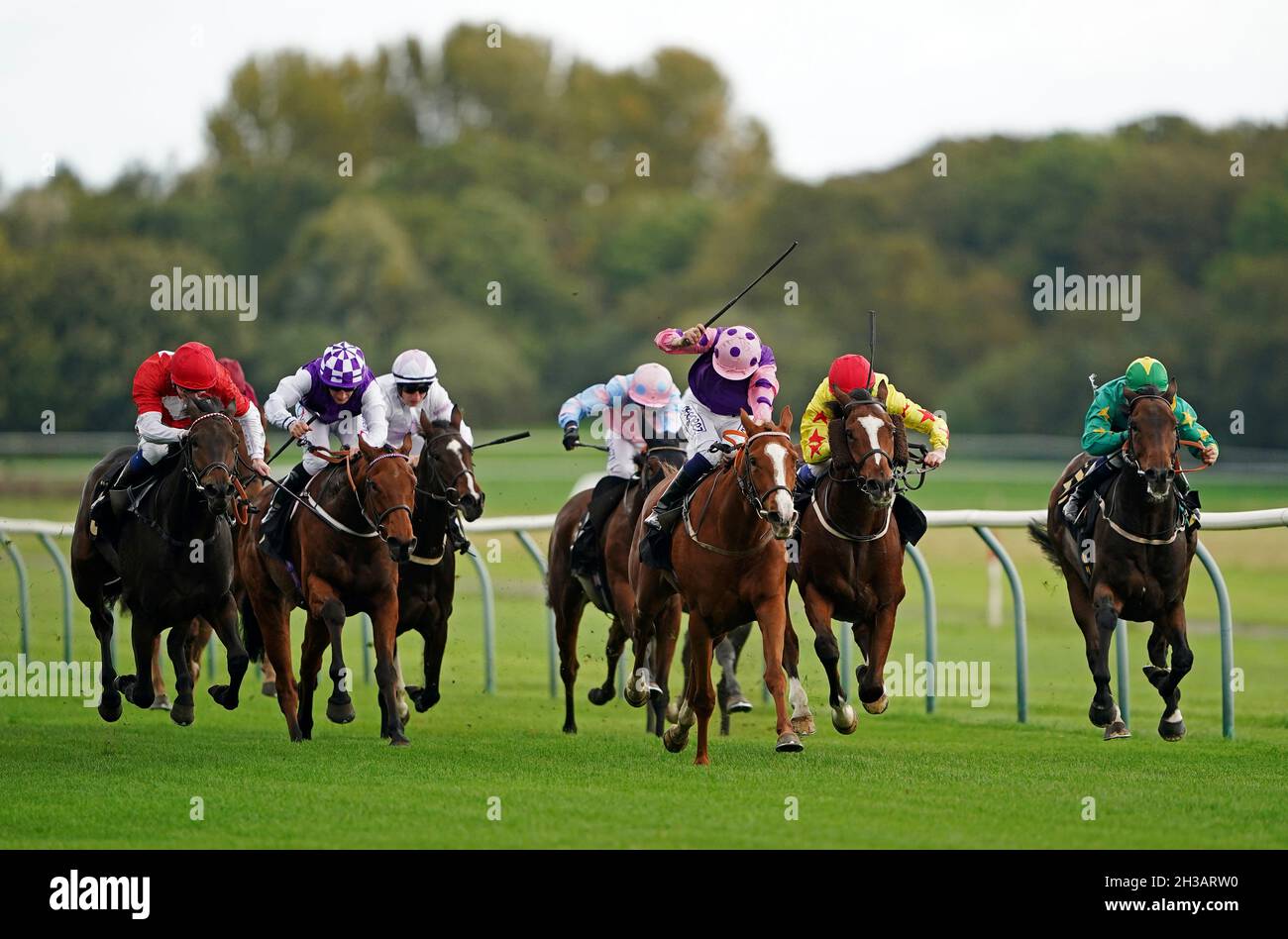 Rogue bear horse hi-res stock photography and images - Alamy