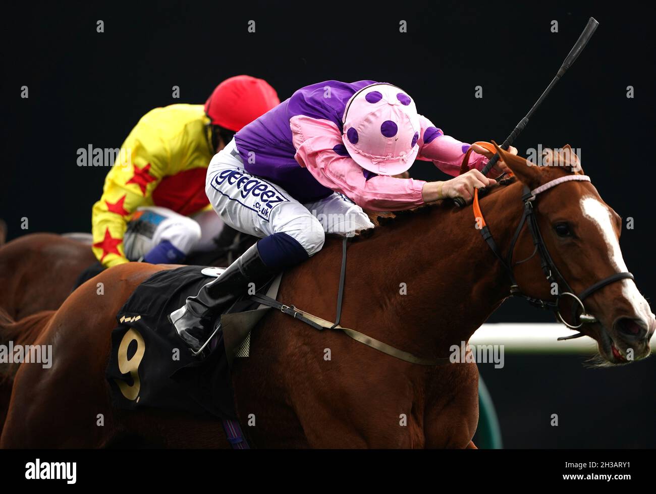 Rogue bear horse hi-res stock photography and images - Alamy