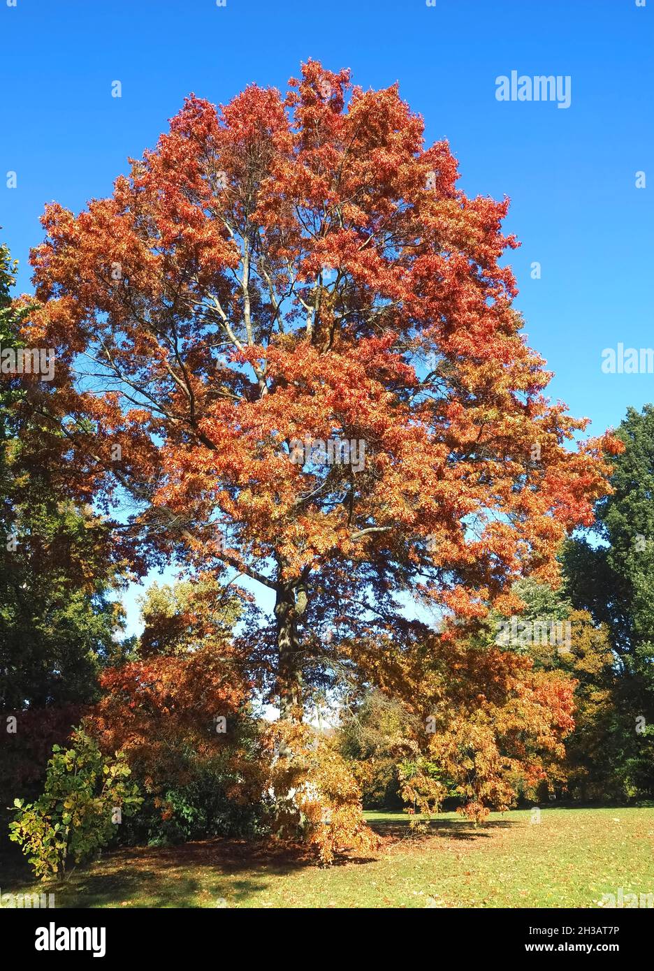 Red oak tree isolated hi-res stock photography and images - Alamy