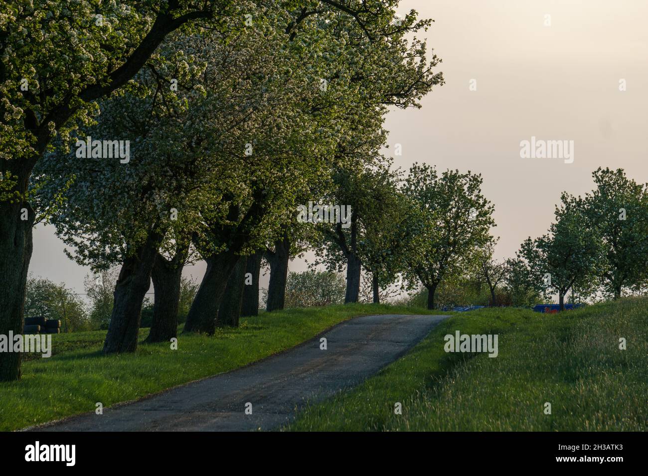 country road through fields in spring time in golden sunlight Stock ...