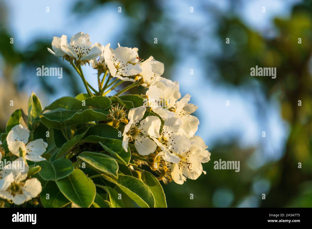 White apple tree flower hi-res stock photography and images - Alamy
